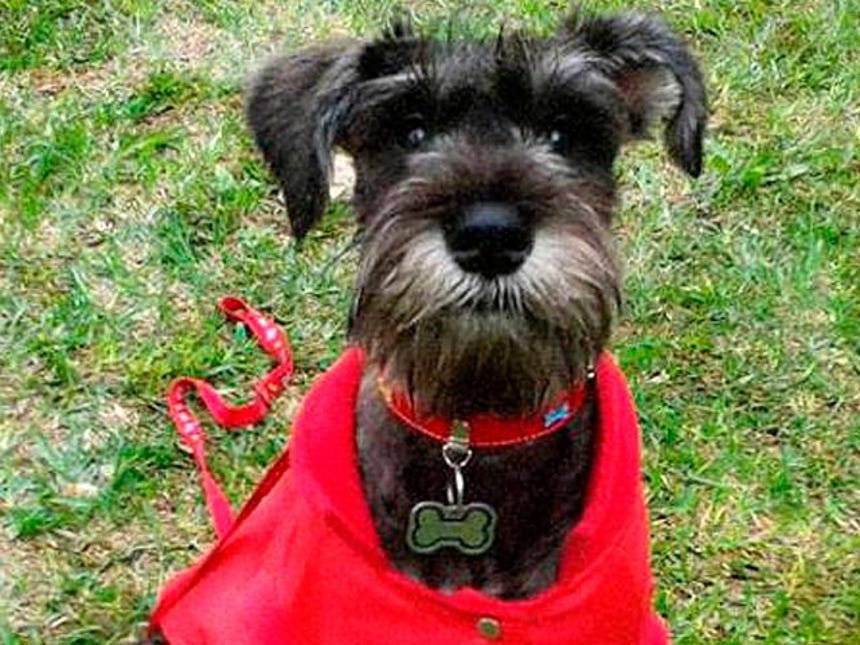 Raza con personalidad: Conoce más sobre los Schnauzers