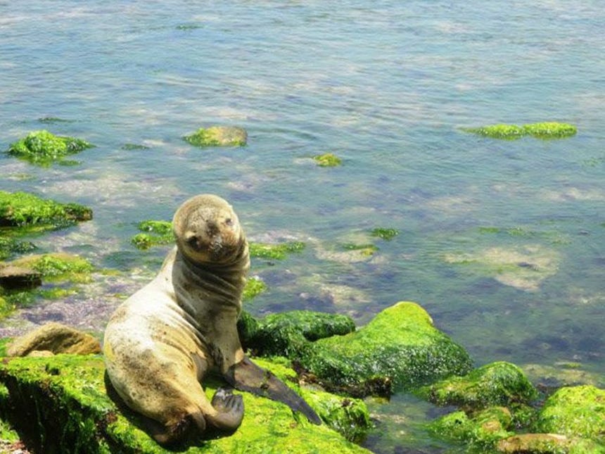 Paracas: lobo de mar protagoniza conmovedor retorno a su hábitat