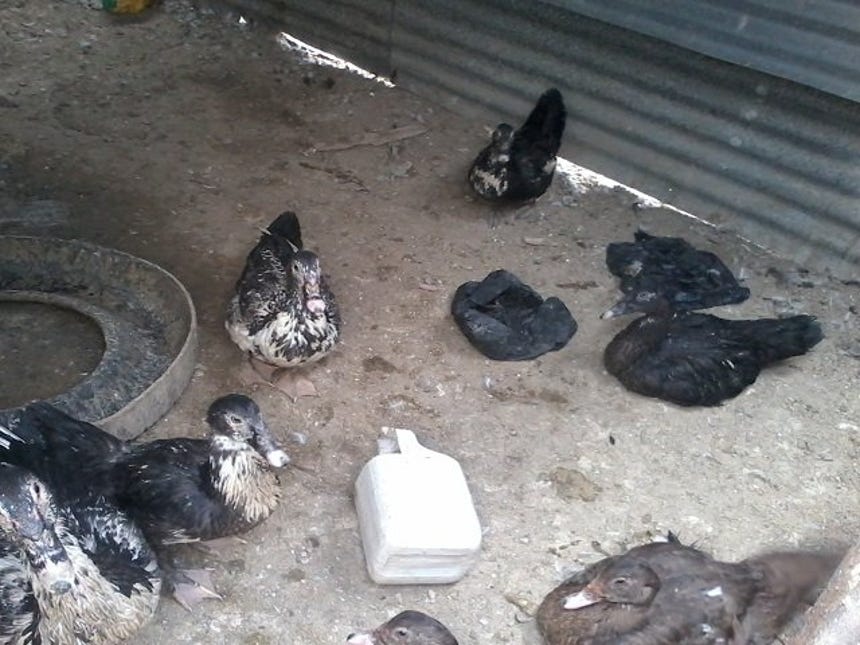 Quillabamba: pobladores atrapan a soldado robando patos y cuyes