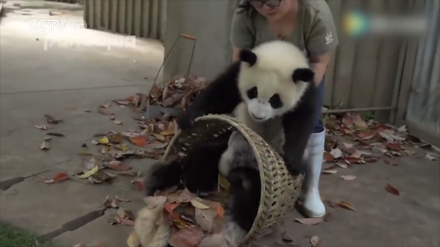 Youtube Dos Juguetones Pandas Evitan Que Mujer Haga Su Trabajo