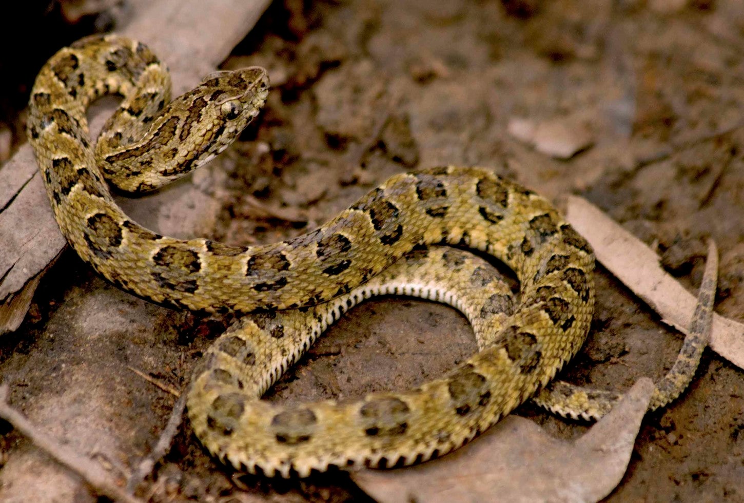 Nueva especie de serpiente endémica y otros hallazgos en Bahuaja Sonene ...
