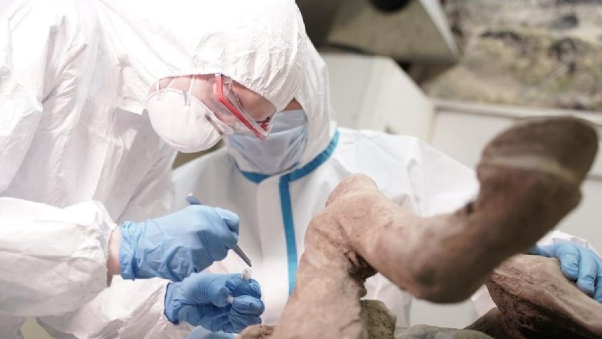 Científicos rusos extraen virus de animales prehistóricos congelados ...