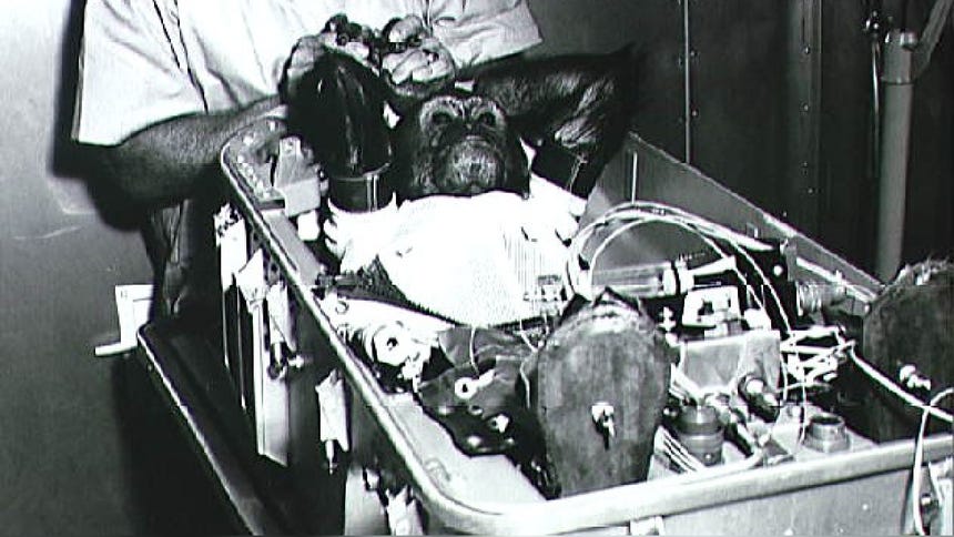 Enos, el chimpancé que vivió una pesadilla orbitando la Tierra hace 61 años