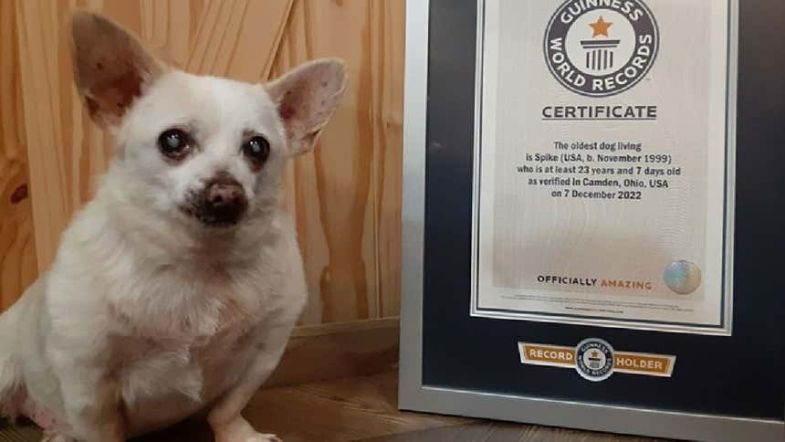 Este es Spike, el perro más viejo del mundo con 23 años