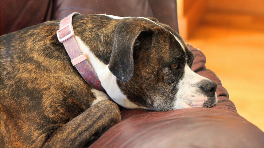 ¿Sufre mi perro ansiedad? Así podemos detectarla y tratarla