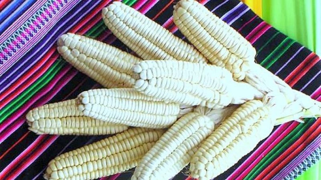 Precio del choclo se dispara en Lima por bajas temperaturas en el sur