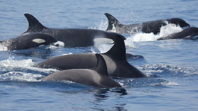 Científicos graban por primera vez orcas comiendo delfines en norte de ...