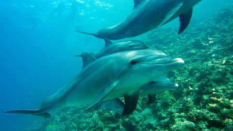 Delfines: 7 datos perturbadores sobre ellos que no conocías