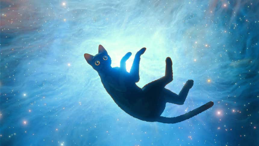 'Flow': estreno, tráiler, críticas y más sobre la película animada ...