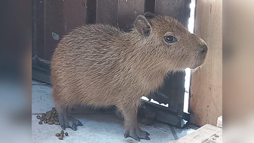Pareja de capibaras son las nuevas atracciones del Parque de las ...