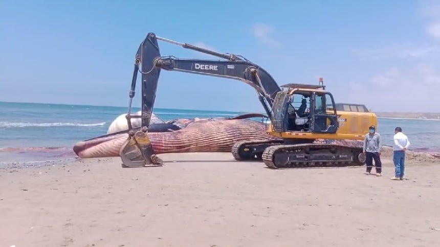 Tumbes: entierran a ballena azul de 25 toneladas que quedó varada en ...