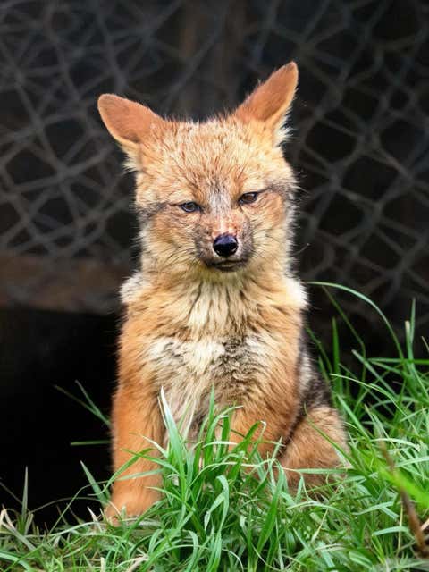 Run Run, el zorro que conquistó al Perú, es padre: nacen sus crías en ...