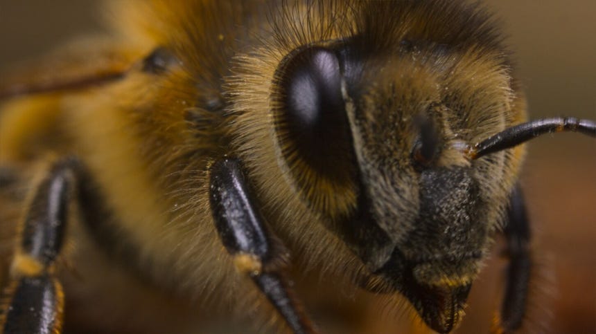 'Secretos de las abejas': estreno, tráiler y dónde ver el documental ...