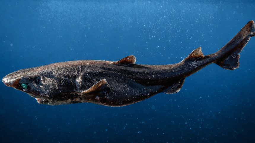 Tiburón linterna de ojos pequeños: primer reporte en el mar peruano a ...