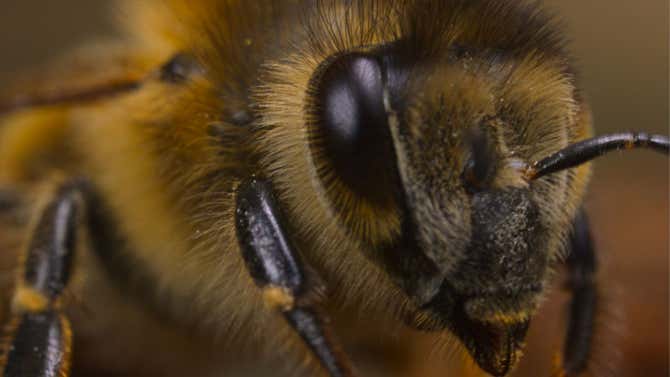 ‘Secretos de las abejas’: el documental de National Geographic que ...
