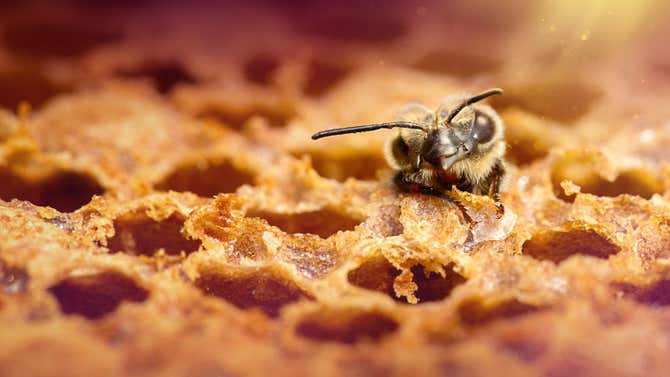 ‘Secretos de las abejas’: el documental de National Geographic que ...