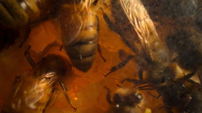 ‘Secretos de las abejas’: el documental de National Geographic que ...