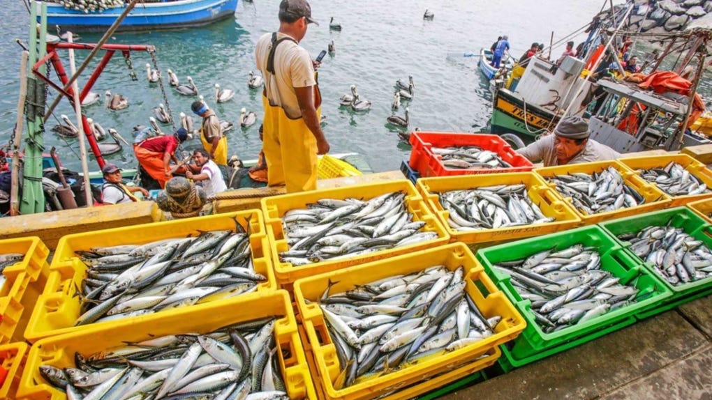 Produce suspende por 15 días más la pesca de anchoveta por avance de El ...
