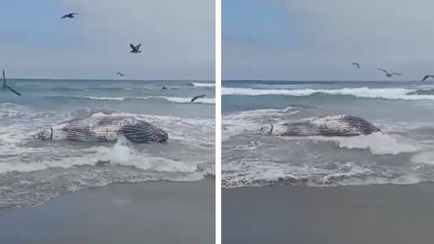 Cañete: Ballena de seis metros fue reportada como varada en el mar de ...